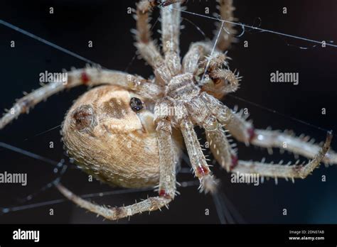 Common Hairy Field Spider Neoscona Subfusca Macro Photography At