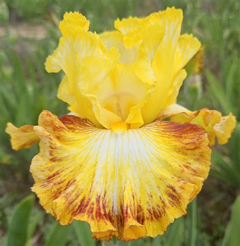 Suttons Iris Garden Suttonsirisgarden • Instagram Photos And Videos