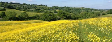 Hedge And Brush Cutting Method Statement Temple Cloud With Cameley Parish Council