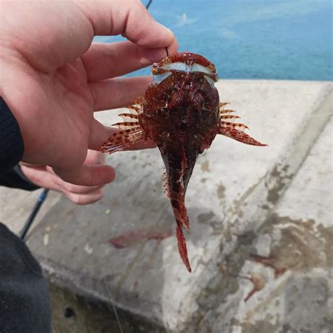 Anyone Know What This Wacky Lookin Fish Is Scrolller