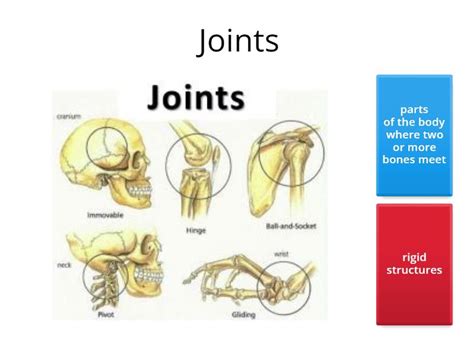 Skeletan System Викторина
