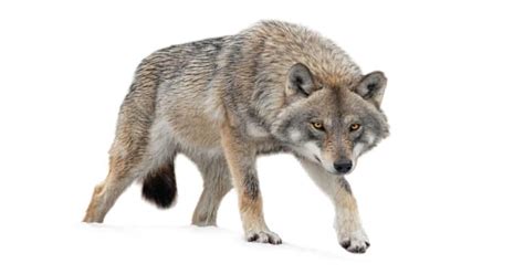 Wolf Life Cycle