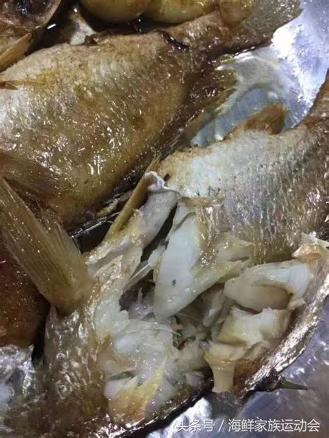 如今為什麼野生黃花魚貴如黃金 每日頭條