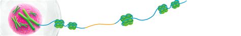 Single Cell Atac Seq Bio Rad
