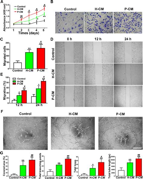 H Cm And P Cm Enhanced The Angiogenic Activities Of Ecs A The