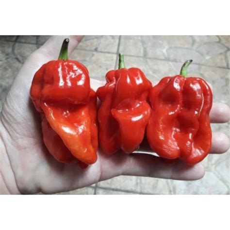 Jual Benih Biji Cabe Cabai Katokkon Cabe Pedas Toraja Shopee Indonesia