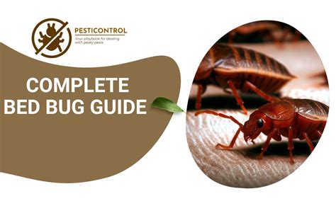 Complete Bed Bug Guide Prevention Treatment And Facts