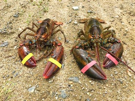 Why are lobsters claws different? [2025] | QAQooking.wiki