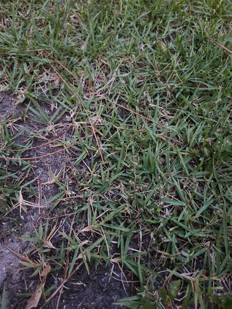 Need Help Identifying Grass Type Rlawncare