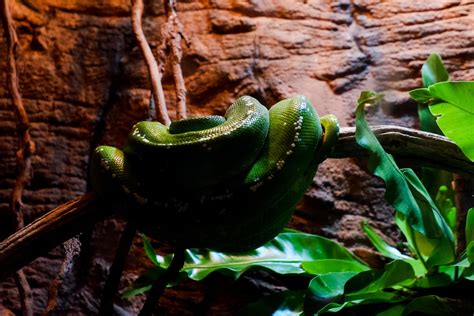 Selective Focus Of Sleeping Green Pythons While Wrapped Around Their