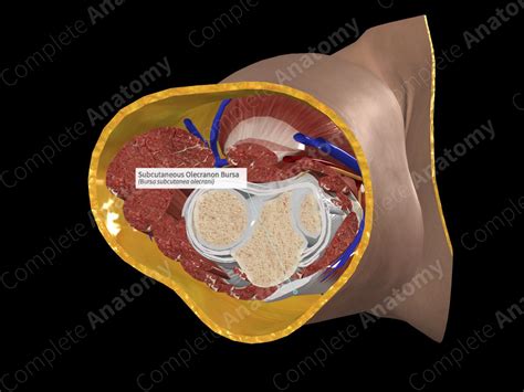 Subcutaneous Olecranon Bursa Complete Anatomy