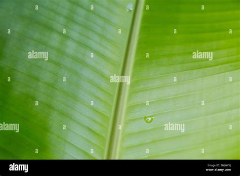 Green Banana Leaf Texture Background Stock Photo Alamy