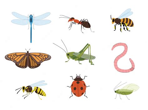 Premium Vector Set Of Different Garden Insects Ladybug Butterfly