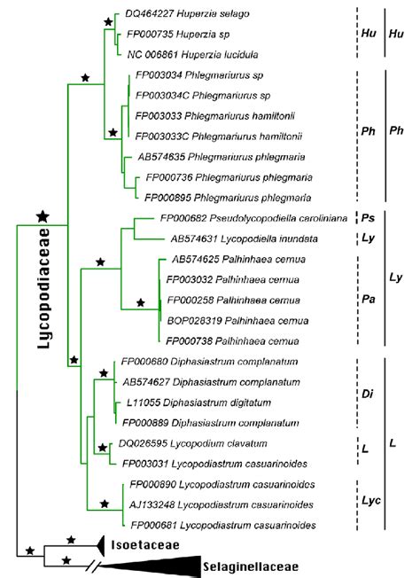 Phylogeny Of Lycopodiaceae The Classification Follows Ching 1978