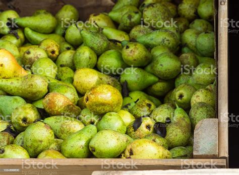 농민 시장에서 큰 정원 나무 상자에 익은 유기농 녹색 노란색과 갈색 회의 배 힙 밝고 활기찬 생생한 색상입니다 가을 추수 현지 생산입니다 가을에 대한 스톡 사진 및 기타