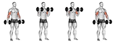 Curl Zottman Musculation Nutrition Fr