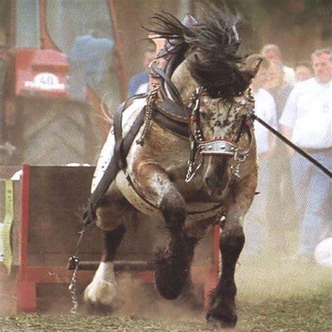 Horsepower Animals Horses Art