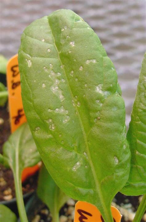 Spinach Stemphylium Leaf Spot Pacific Northwest Vegetable Extension