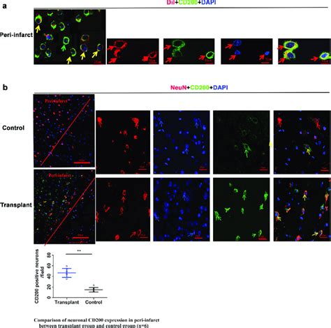 Cd200 Expression In The Transplanted Bm Mscs And Neurons In The