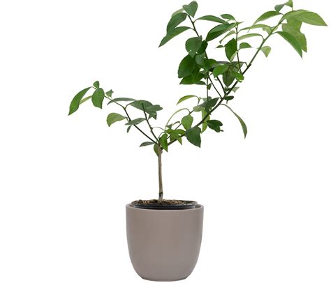 Citrus Meyeri Lemon Plant 13cm Garden Plant Plantsome