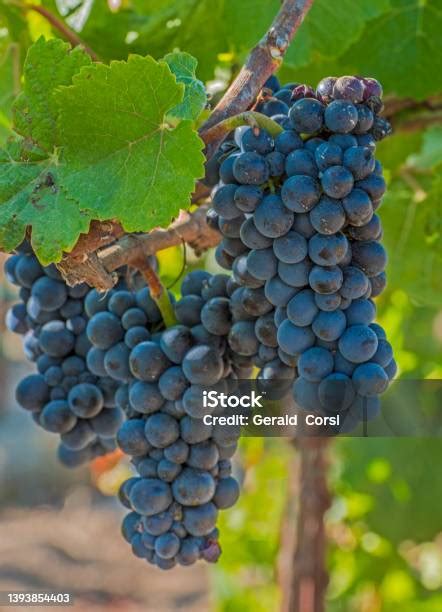 피노 누아 는 Vitis Vinifera 종의 블랙 와인 포도 품종입니다 이 이름은 포도 품종의 단단히 뭉친 짙은 자주색 소나무