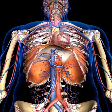 Diaphragm Function From An Osteopathic Perspective Beachealth
