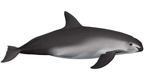 Watch — The Worlds Smallest Porpoise Is At Risk Of Extinction