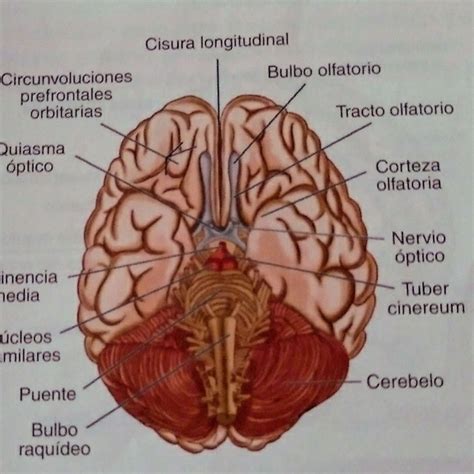 Cara ventral del encéfalo