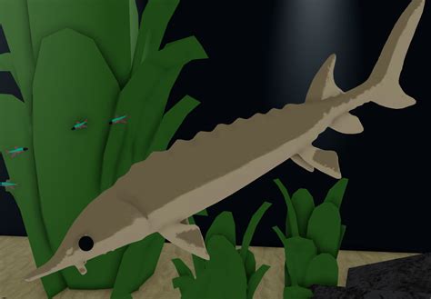 Atlantic Sturgeon Catfishverse Wiki Fandom