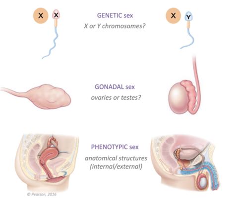 Unit 5 Sexual System Flashcards Quizlet