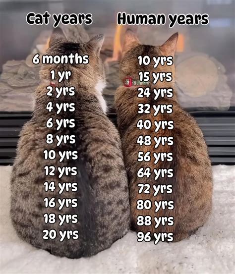 A Cool Guide To A Cats Age In Human Years R Coolguides