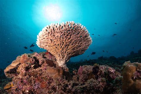 Coral Identification Your Underwater Adventure Awaits At G