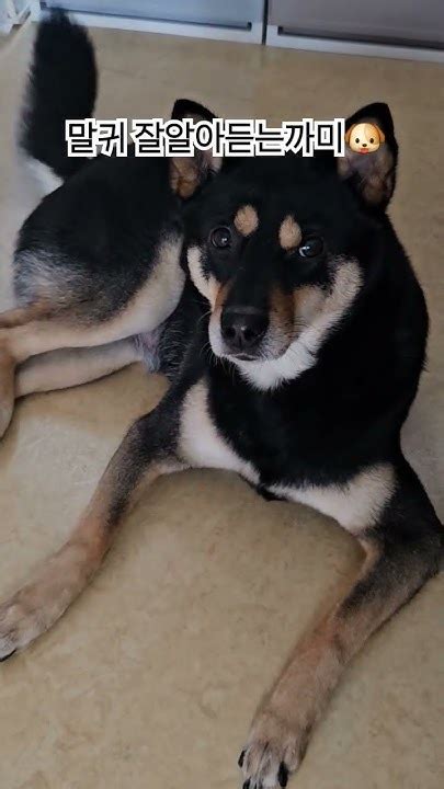 꼬랑지살랑살랑🐶🤗dog 구독과좋아요 진돗개까미 진돗개브이로그 Koreadog 강아지 Youtube