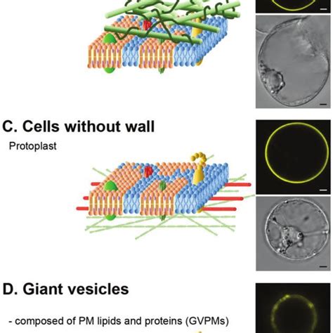 Different Models Used To Characterize The Cellular Determinants Of