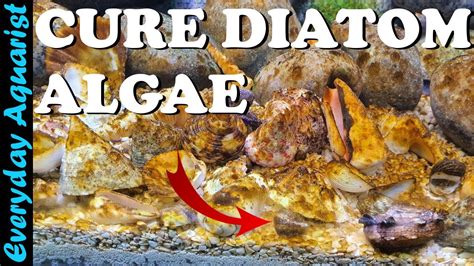 How To Cure Brown Diatom Algae In Saltwater Aquariums