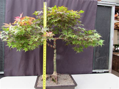 34 Year Old Shindeshojo Japanese Maple Specimen Bonsai Tree