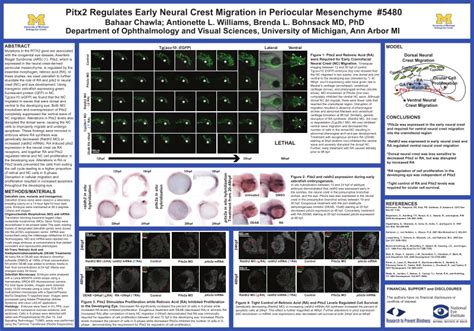 Pdf Pitx2 Regulates Early Neural Crest Migration In Periocular Mesenchyme