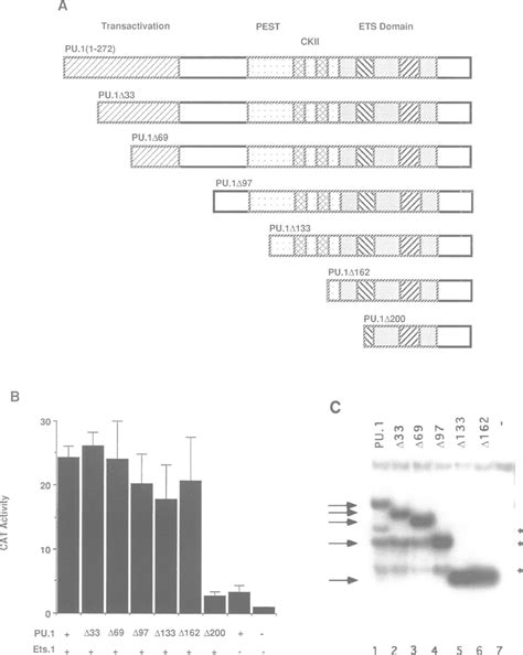 Activation Of The P70 Enhancer By Deletion Mutants Of Pu 1 A