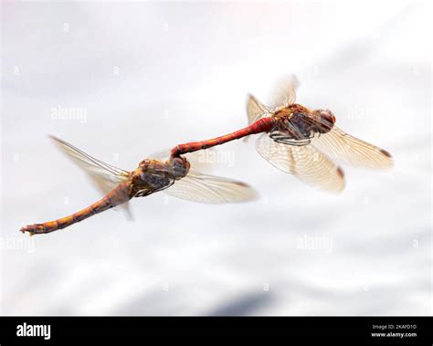Water Bug Mating Season At Nick Lopez Blog