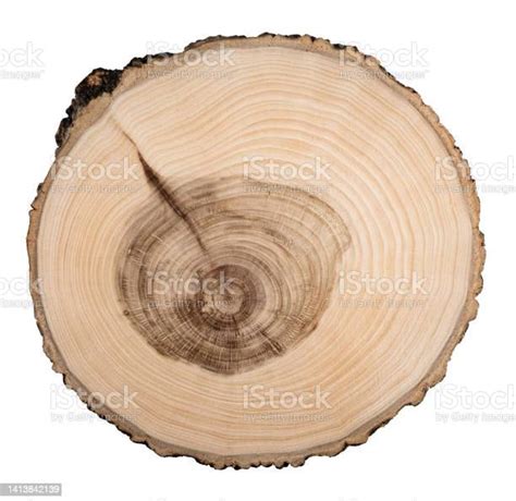 흰색 배경에 고립 된 나무 나무의 절단 슬라이스 섹션 연간 반지가있는 잘린 나무의 매크로 샷 그루터기 오래된 나무의 줄기 0명에 대한 스톡 사진 및 기타 이미지 Istock