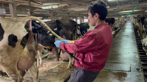 動物 出産 獣医師が助産してくれて無事 出産しましたdairy 動物 出産大阪 堺市 酪農 牧場 和牛 ホルスタインholstein Calf