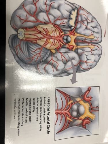 Cerebral Arterial Circle Flashcards Quizlet