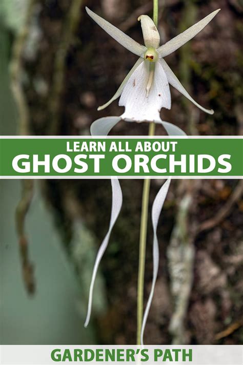 Learn About Rare And Beautiful Ghost Orchids Pm News