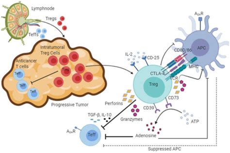 Implications Of Regulatory T Cells In Anti Cancer Immunity From