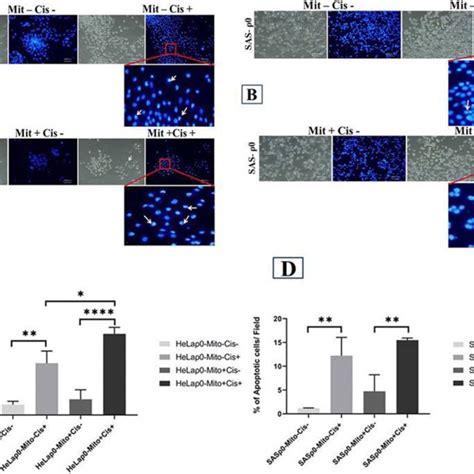 A B Evaluation Of Apoptotic Cell Percentage Using Dapi Staining As It Download Scientific