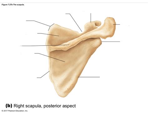 Skeletal Lab Diagram Quizlet
