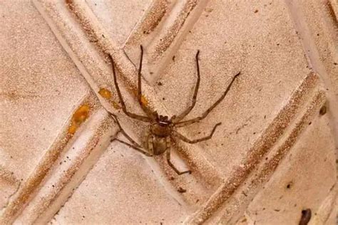 10 Common Spiders In Florida With Pictures Wildlife Informer