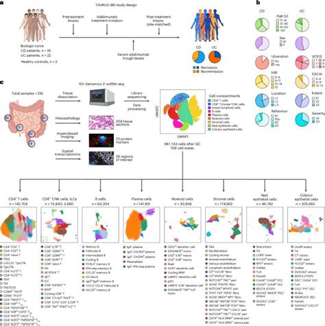 A Longitudinal Single Cell Atlas Of Anti Tumour Necrosis Factor Treatment In Inflammatory Bowel