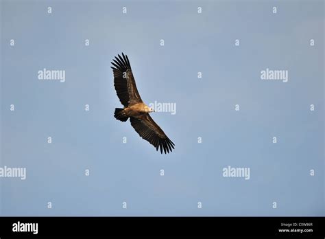 Eurasian Griffon Vulture Gyps Fulvus In Flight In Winter Drome