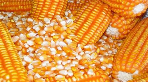 Demanda Firme Impulsiona Preços Do Milho Há Cinco Semanas Agroemdia